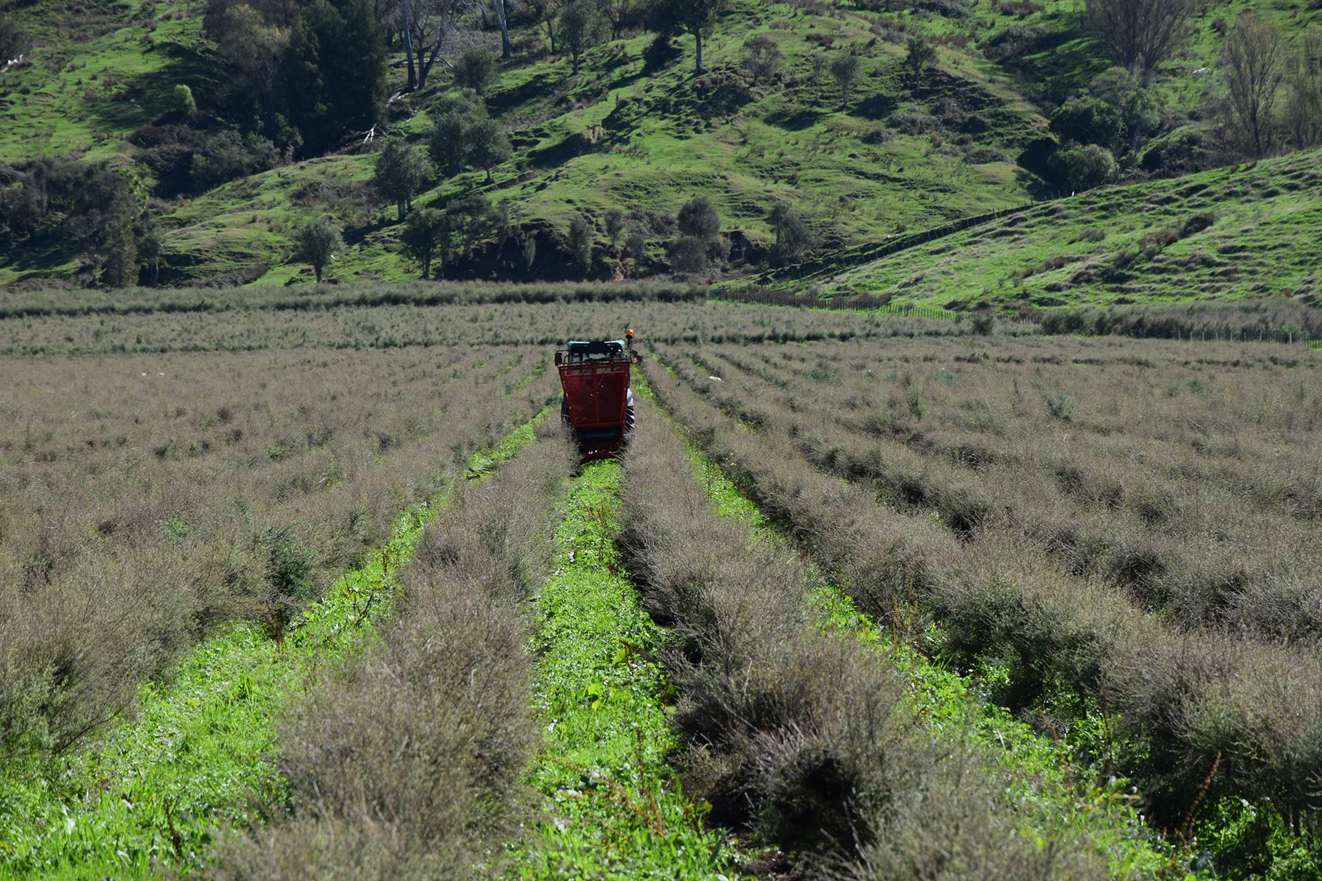 Cultivation - Waikura Manuka